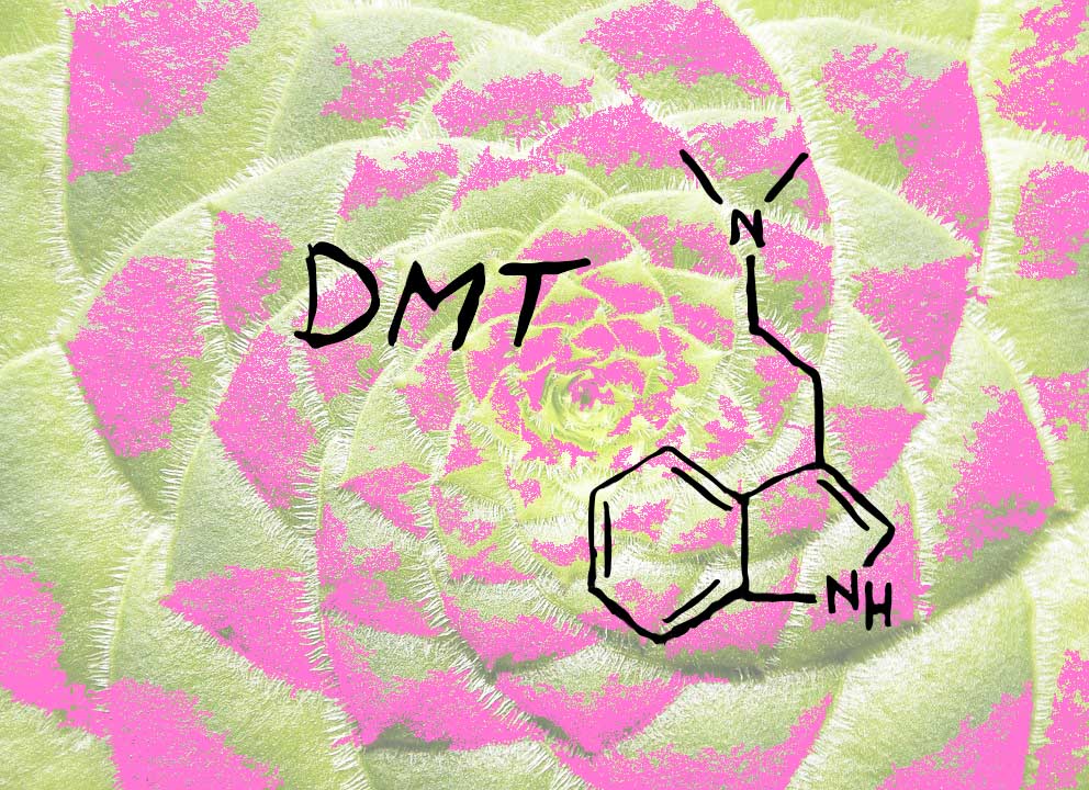 mdma gummy - Psychedelia Store